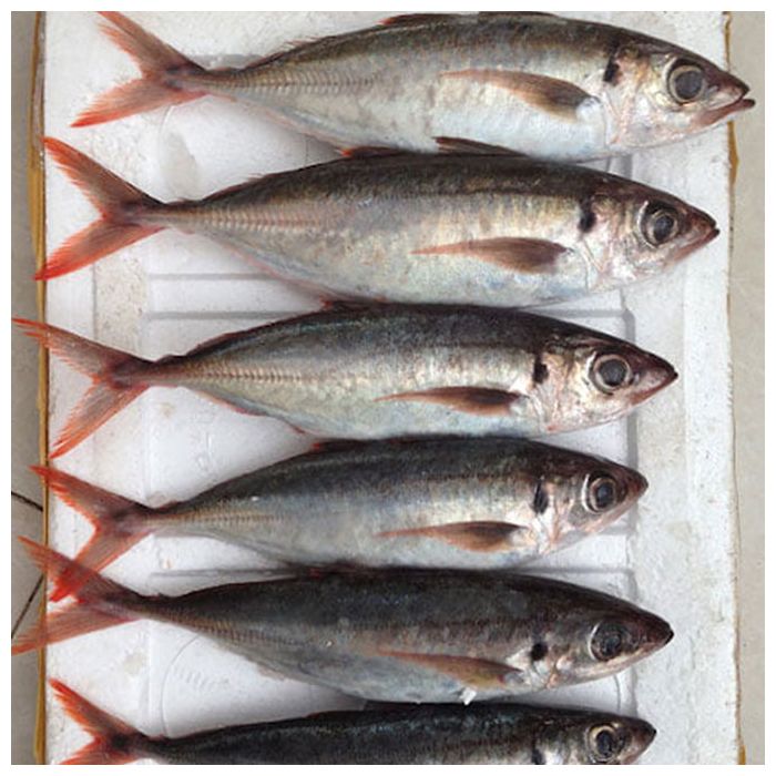 Premium Redtail Scad Wholesale | Sustainable Fishing | VAFCO