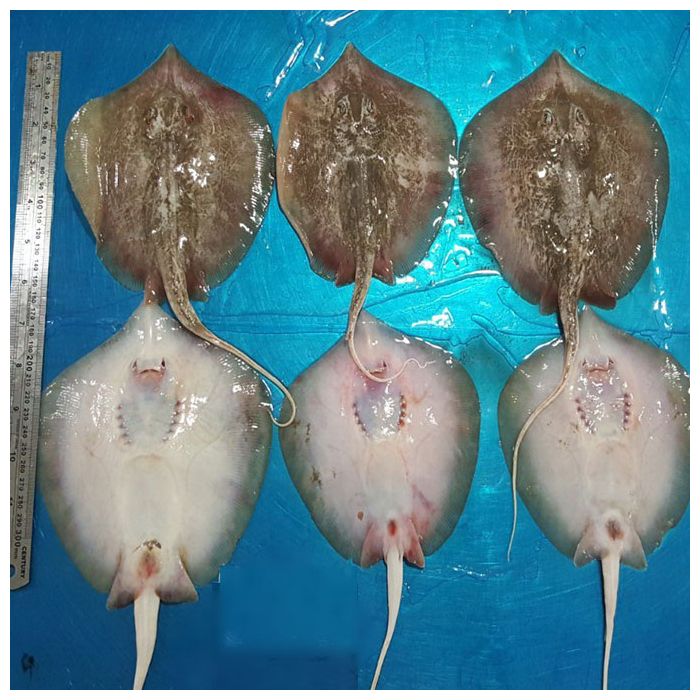 Sustainable Stingray Wholesale | Premium Supplier | VAFCO