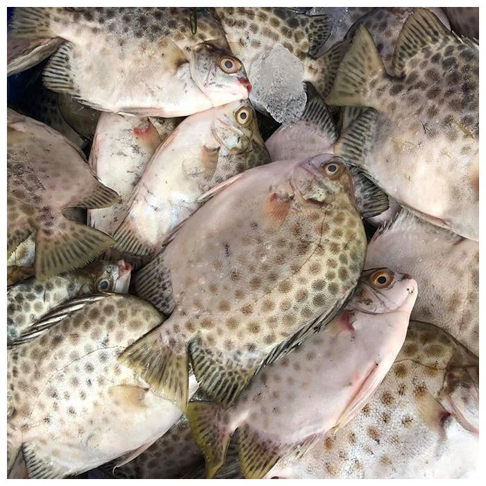 Premium Spotted Scad Wholesale | Sustainable Fishing | VAFCO