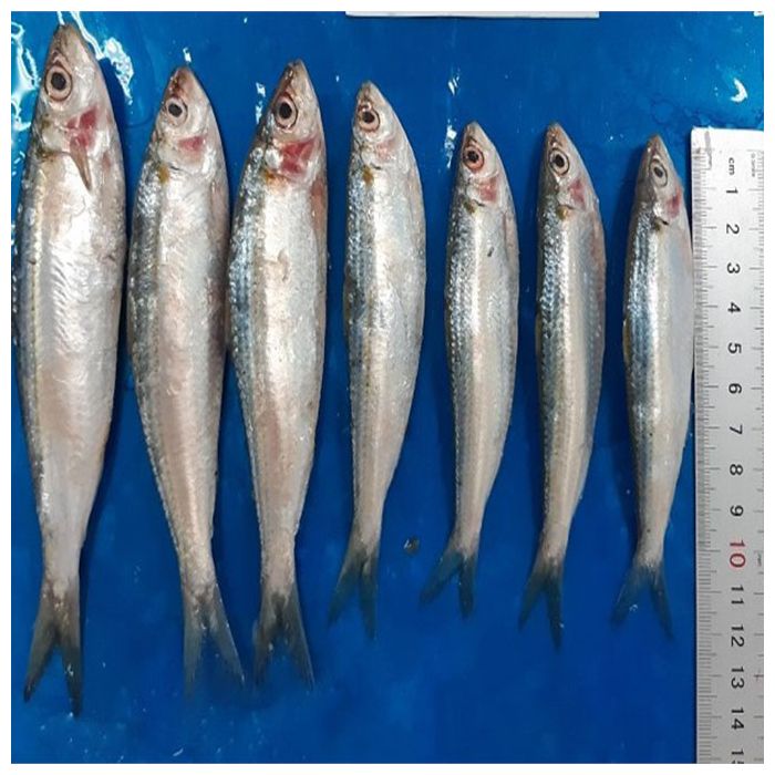 Premium Sardines Wholesale | Sustainable Fishing | VAFCO