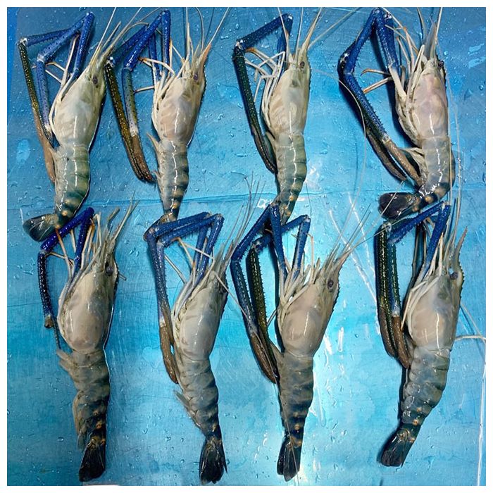 Farm-Raised Giant Scampi Shrimp from Vietnam's Mekong Delta | VAFCO