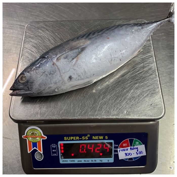 Sustainable Eastern Little Tuna | Premium Wild-Caught Quality | VAFCO