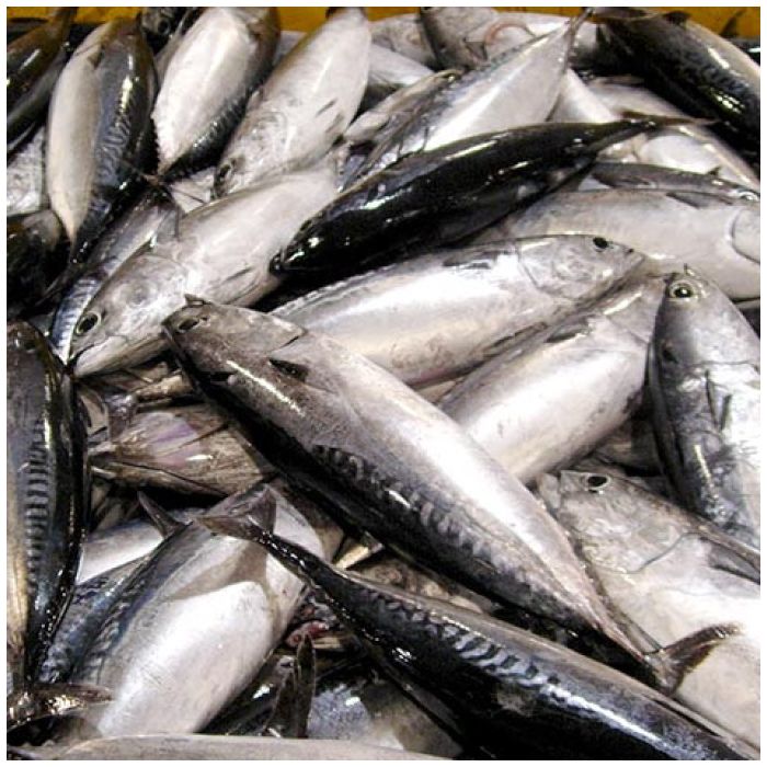 Title: Wild-Caught Bullet Tuna Wholesale | Premium Quality ...