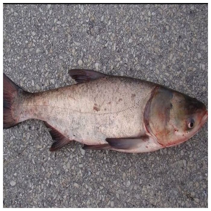 Giant Salmon Carp Taste