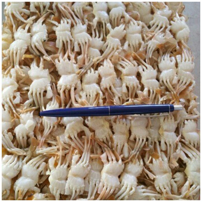 Premium Frozen Baby Crabs (Culi) | Trusted Baby Crab Suppliers | VAFCO