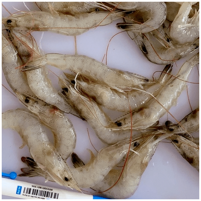 Sustainably Farmed Frozen River Shrimp | VAFCO