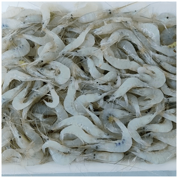 River Shrimp