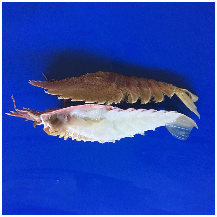Sweet Slipper Lobster Meat from Vietnam's Coastal Waters | VAFCO