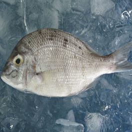 Sustainable White Snapper Wholesale | Premium Supplier | VAFCO