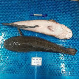 Premium Snakehead Fish | Sustainable Fishing | VAFCO