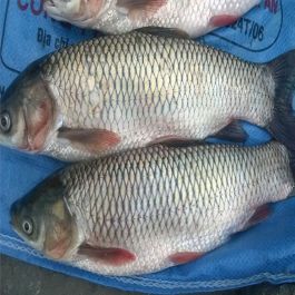 Premium Carps: Freshly Sourced & Widely Celebrated | VAFCO