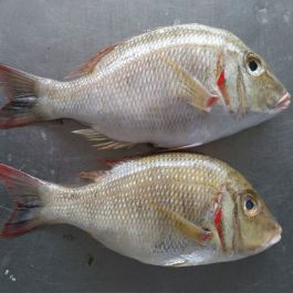 Silver Croaker - Premium Frozen Fish | VAFCO