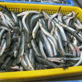 Frozen Freshwater Keo/Goby Fish | VAFCO