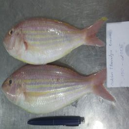 Premium Threadfin Bream | Sustainable Wholesale Supplier | VAFCO