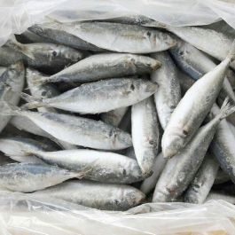 Premium Round Scad Wholesale | Sustainable Fishing | VAFCO