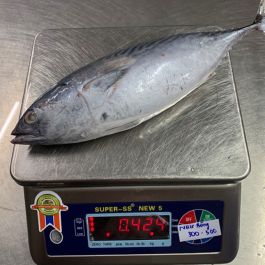 Sustainable Eastern Little Tuna | Premium Wild-Caught Quality | VAFCO