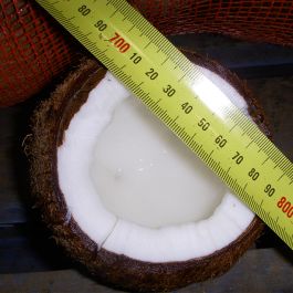 Leading Coconut Exporters: Premium Quality, Bulk Ready & Direct from ...