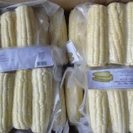 Premium Corn Exporters: Sweet Kernels, Diverse Options & Bulk Ready | VAFCO