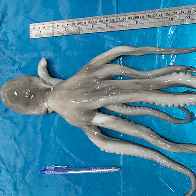 Premium Poulp Squid Suppliers: Rich Flavor, Nutrient-Packed | VAFCO